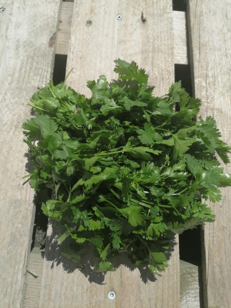 Aromate : Coriandre - Mon panier à croquer